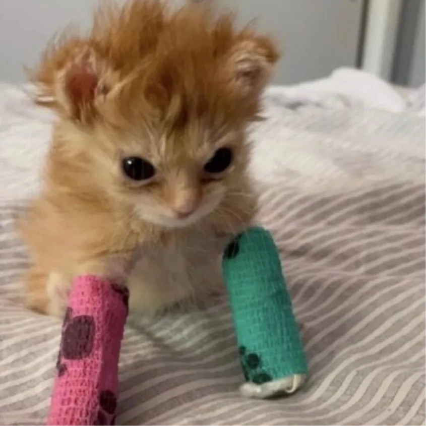 nibbles' stats, streams and more | stats.fm